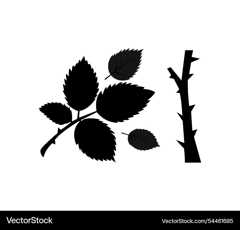 Rose leaves and branch isolated in white Vector Image