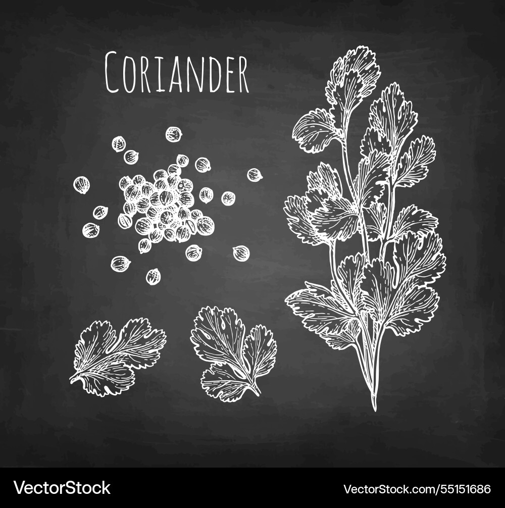 Coriander and cilantro chalk sketch Royalty Free Vector