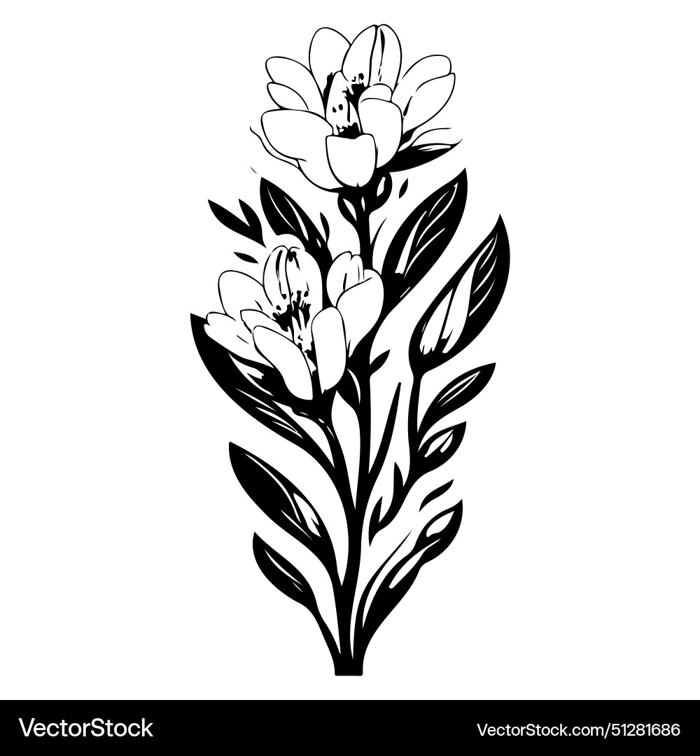 Freesia flower sketch Royalty Free Vector Image