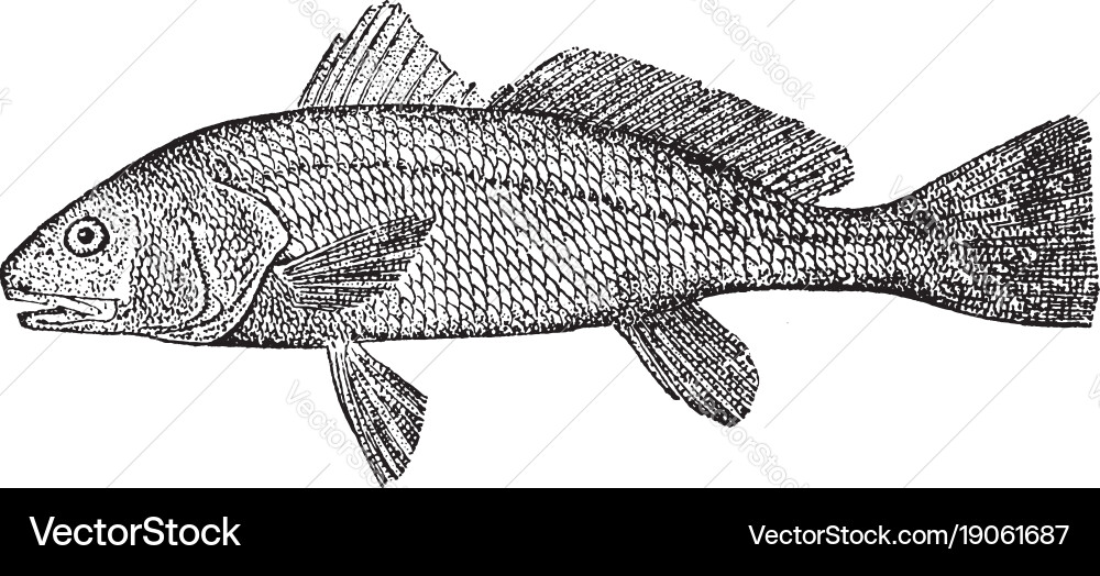 Redfish vintage Royalty Free Vector Image - VectorStock