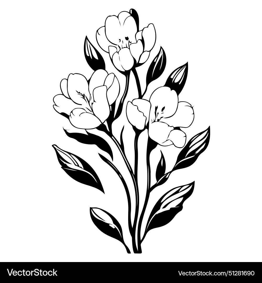 Freesia flower sketch Royalty Free Vector Image