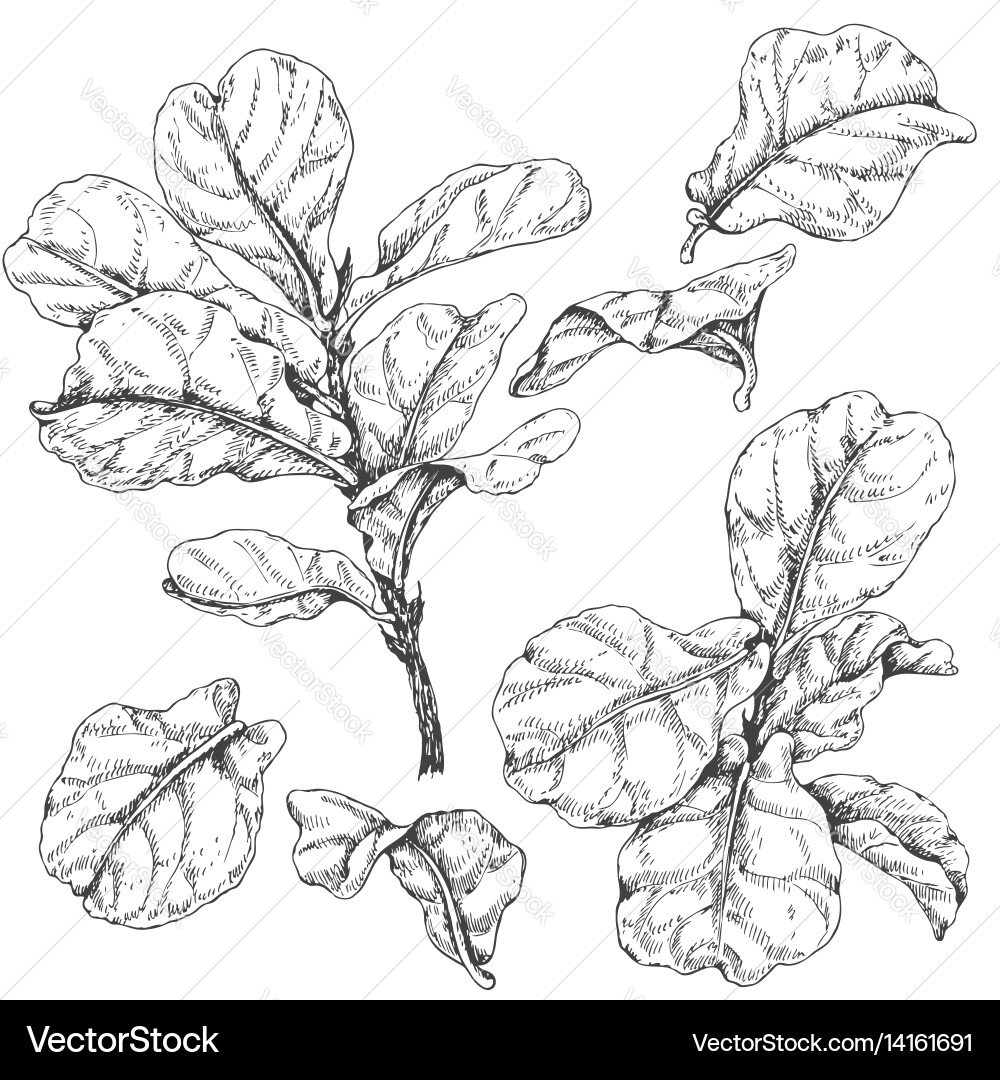Ficus branches and leaves sketch Royalty Free Vector Image