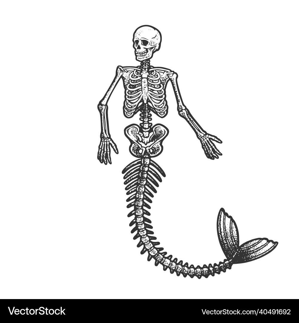 Mermaid skeleton sketch Royalty Free Vector Image