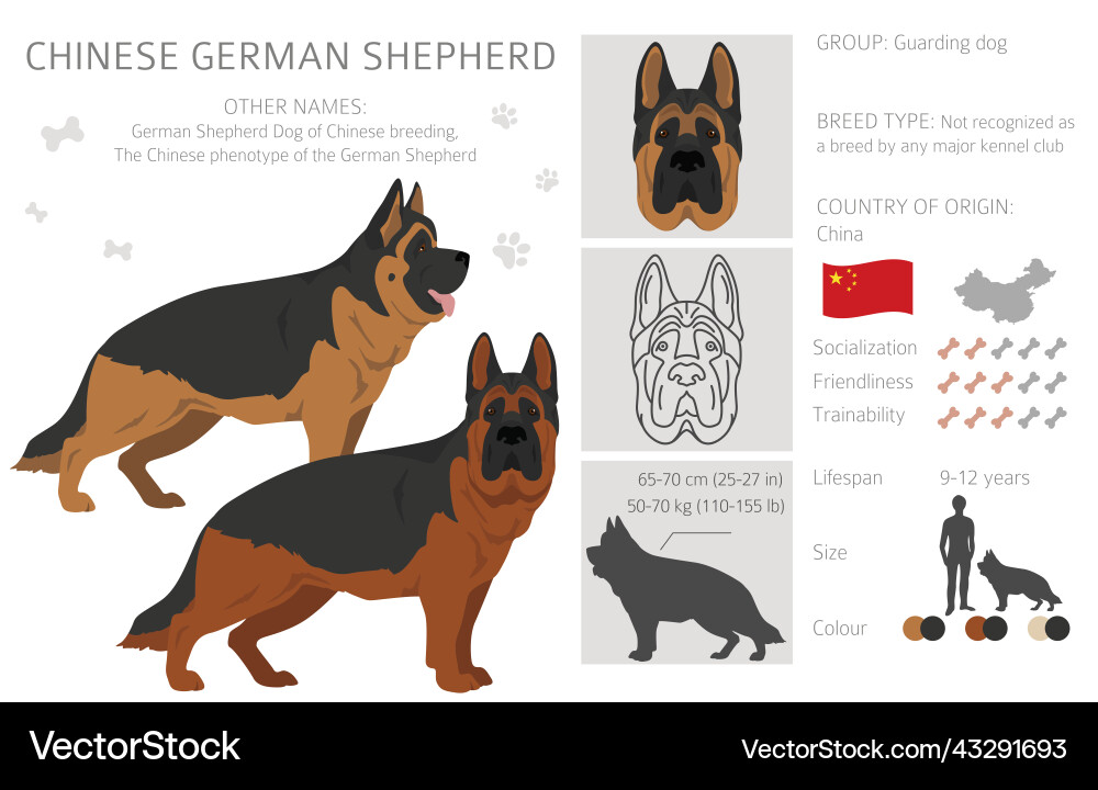 Chinese german shepherd clipart different poses Vector Image