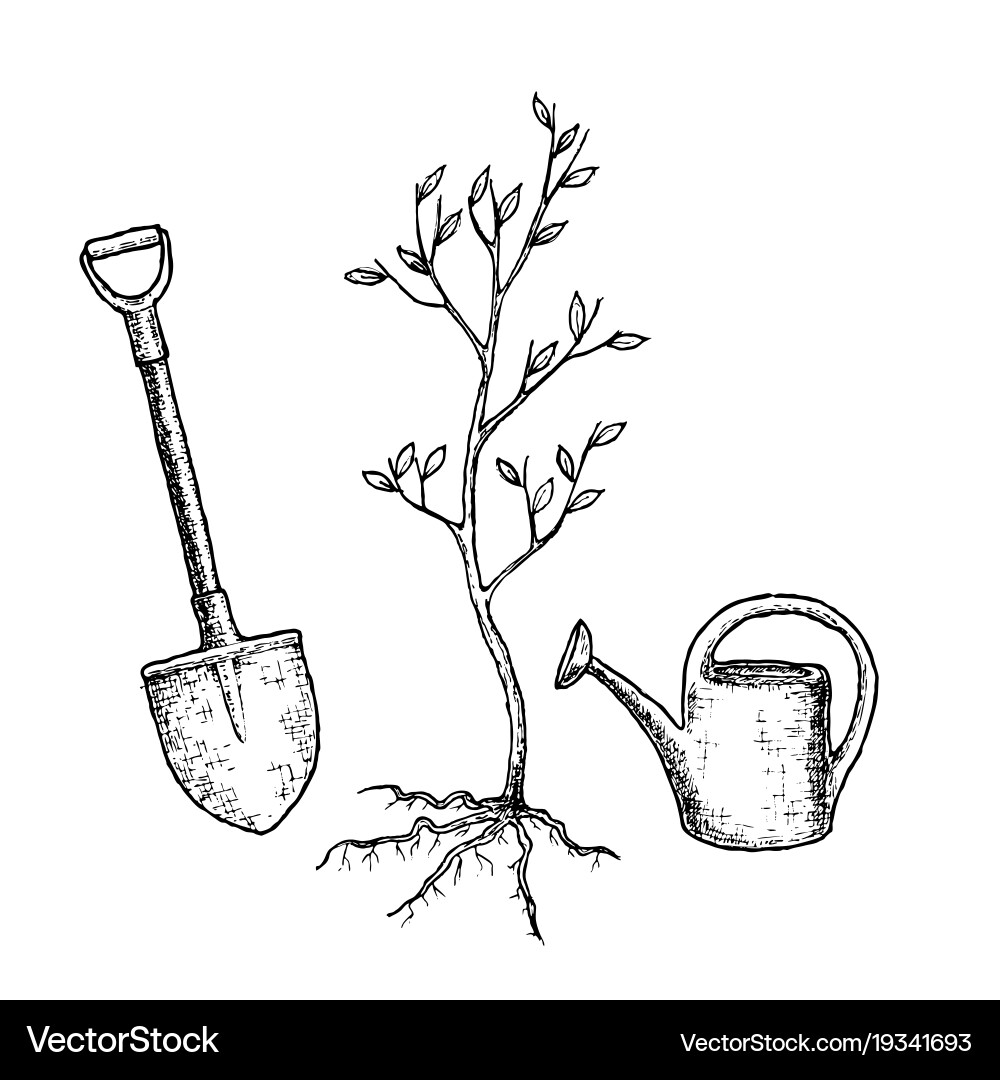Reforestation Drawing
