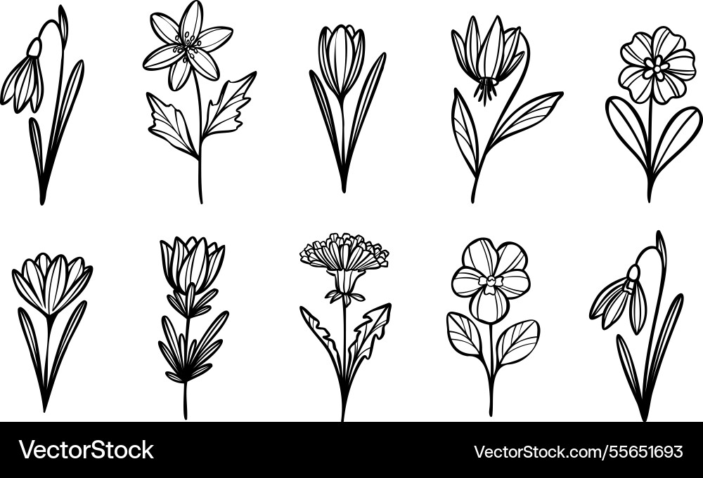 Small spring flower doodles hand drawn tiny plant Vector Image