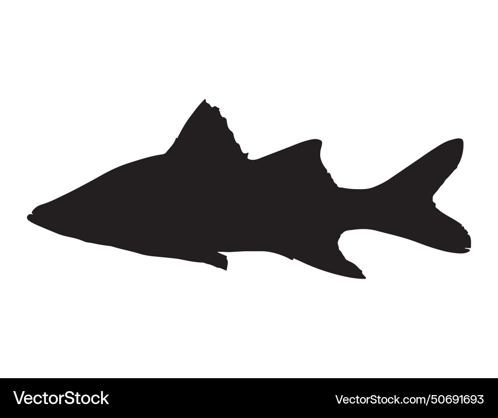 Snook fish silhouette art Royalty Free Vector Image