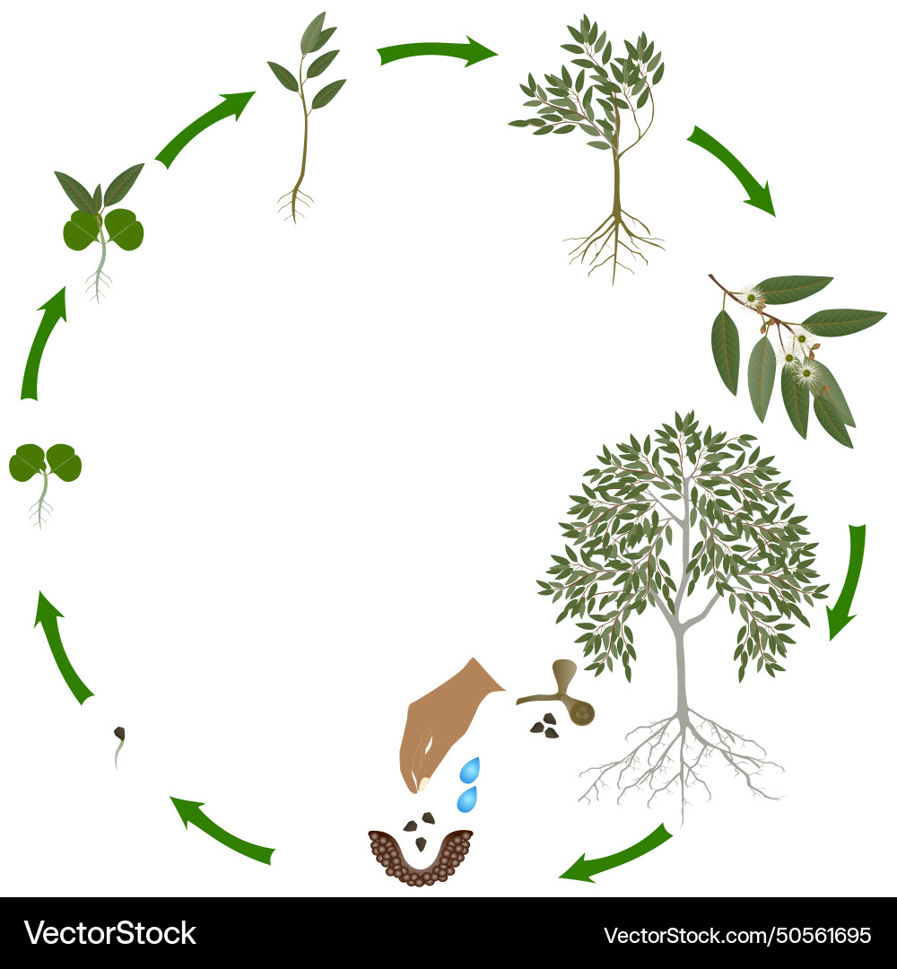 Life cycle of eucalyptus tree Royalty Free Vector Image