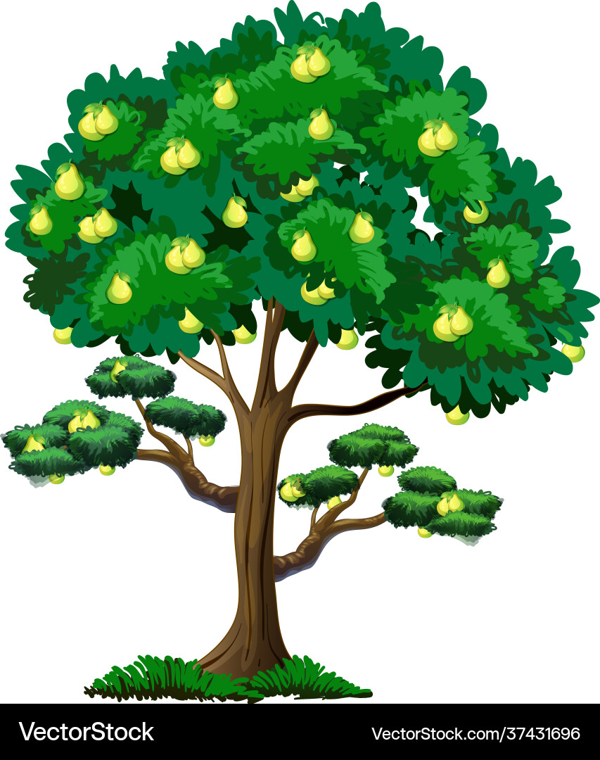Pear fruit tree isolated on white background Vector Image