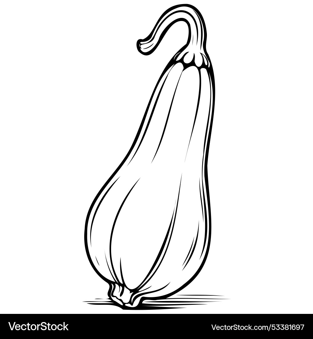 Fruit yellow squash vintage hand drawn Royalty Free Vector