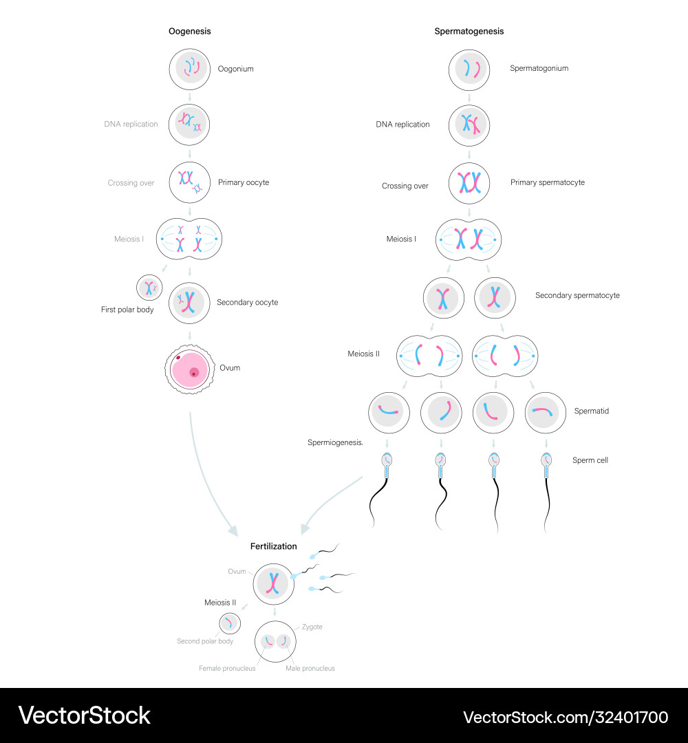 Gametogenesis Vector Images (27)
