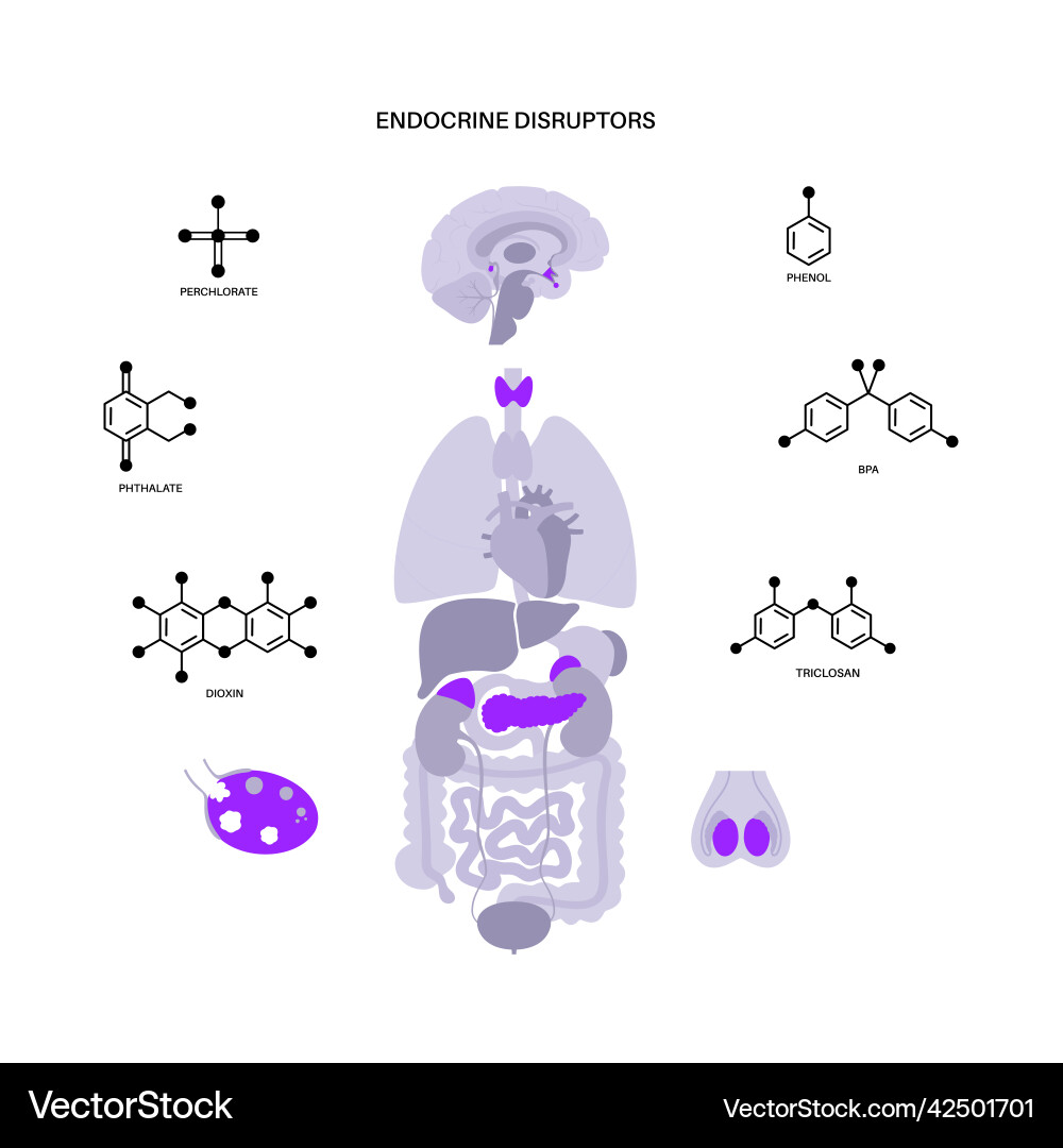 Endocrine Disruptors: Organ System Overview Vector Image