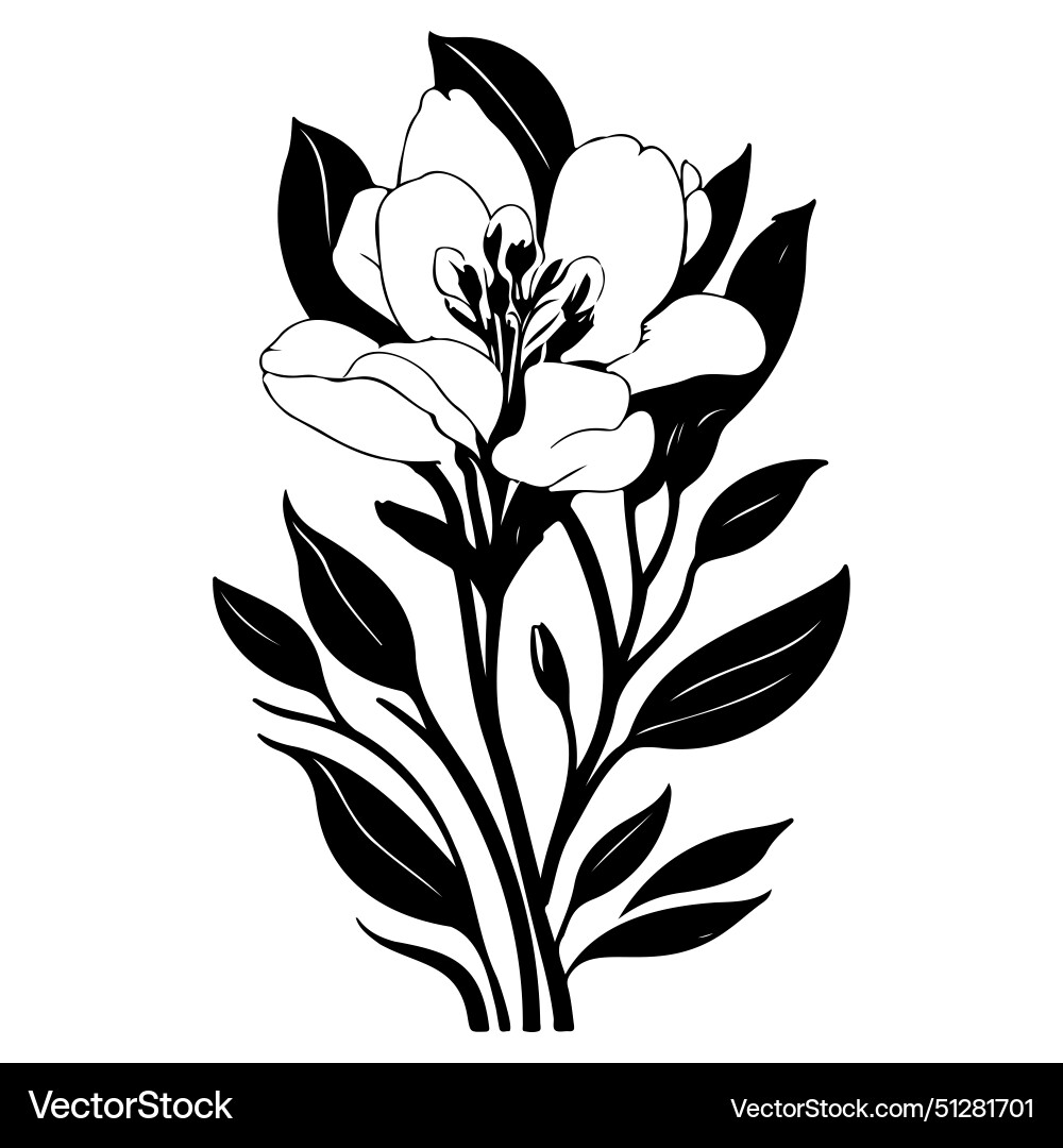Freesia flower sketch Royalty Free Vector Image
