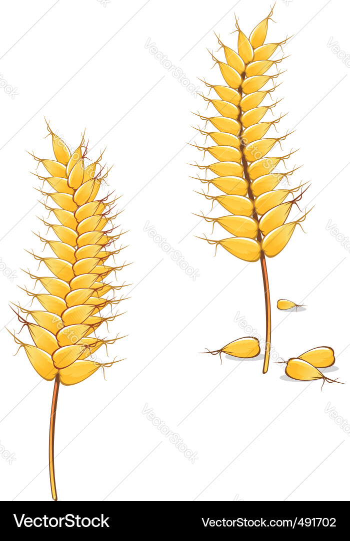 Ripe wheat Royalty Free Vector Image - VectorStock