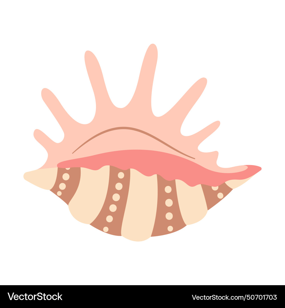 Spider conch seashell hand drawn cartoon style Vector Image