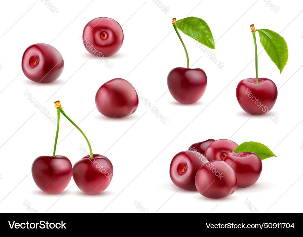 Realistic ripe cherry isolated red berry Vector Image