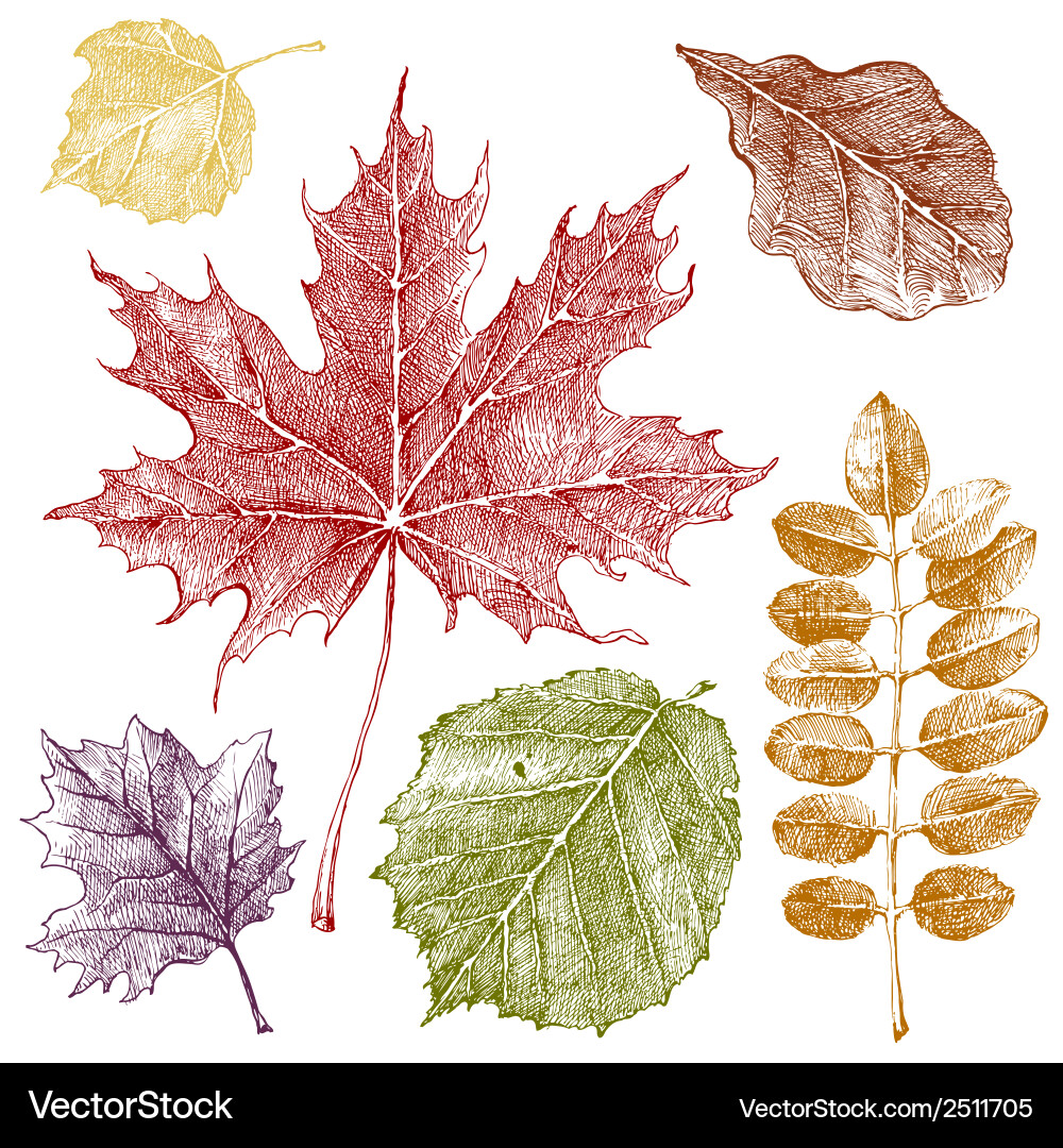 Autumn leaves Royalty Free Vector Image - VectorStock