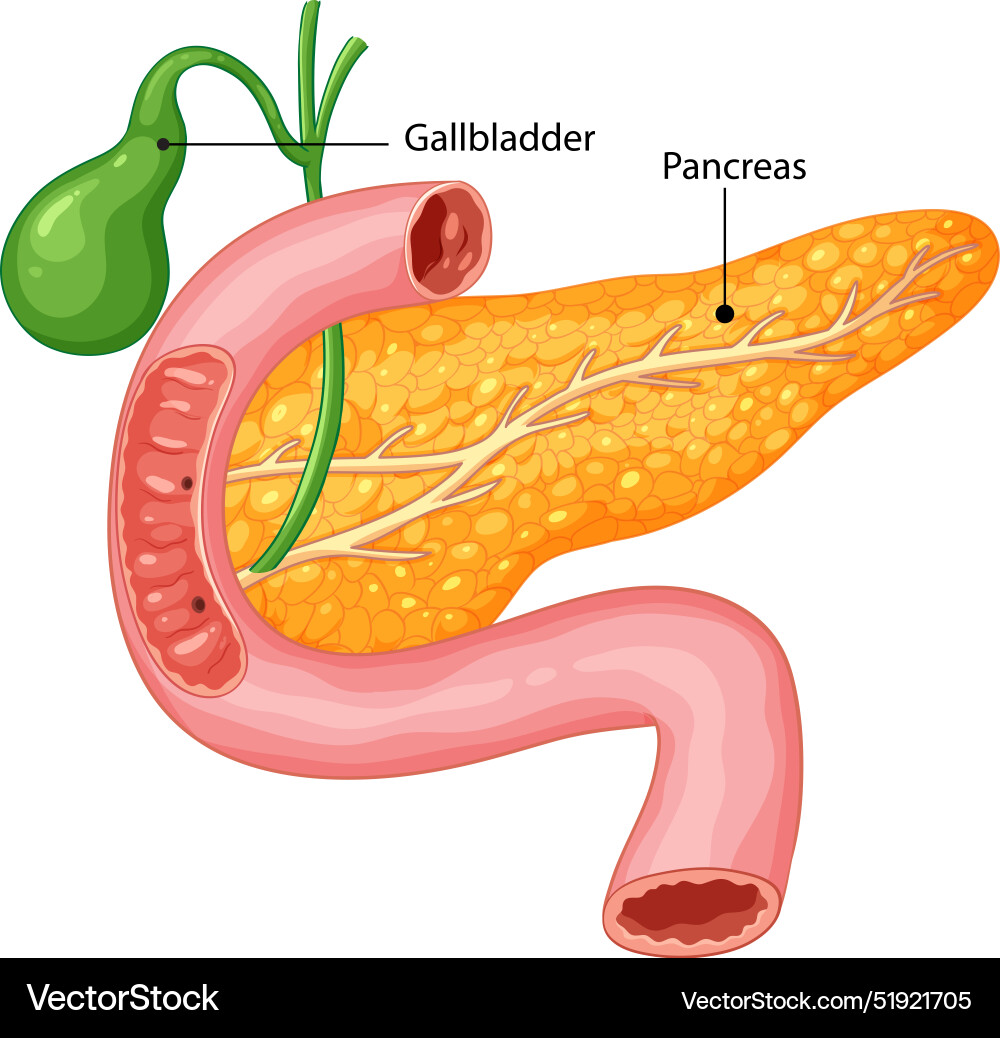 Gallbladder and pancreas anatomy Royalty Free Vector Image