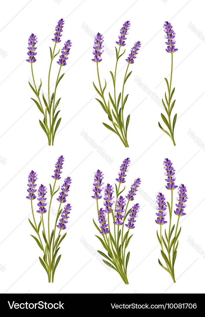 Lavender background Royalty Free Vector Image - VectorStock