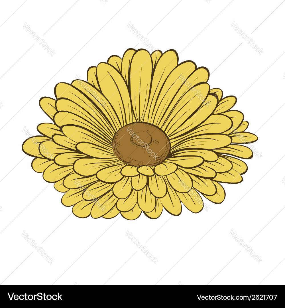 Daisy flower isolated on white background Vector Image