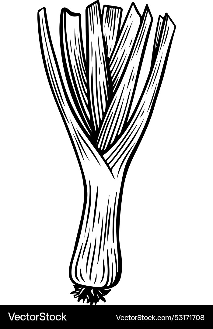 Leek line drawing isolated on white background Vector Image