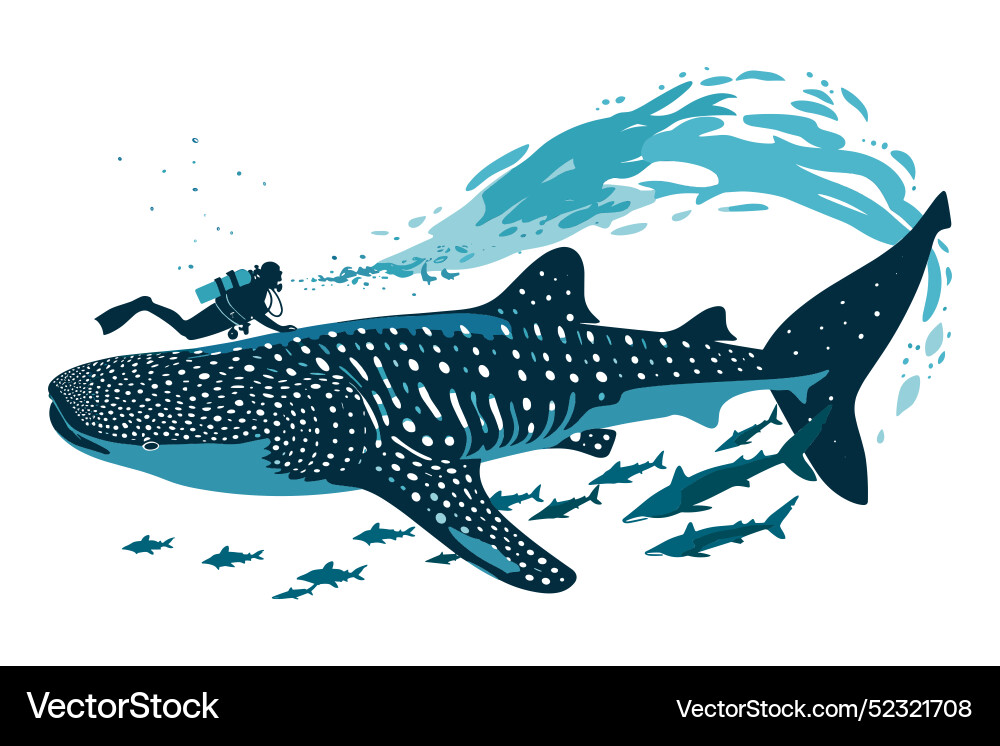 Whale shark swimming with a scuba diver Royalty Free Vector