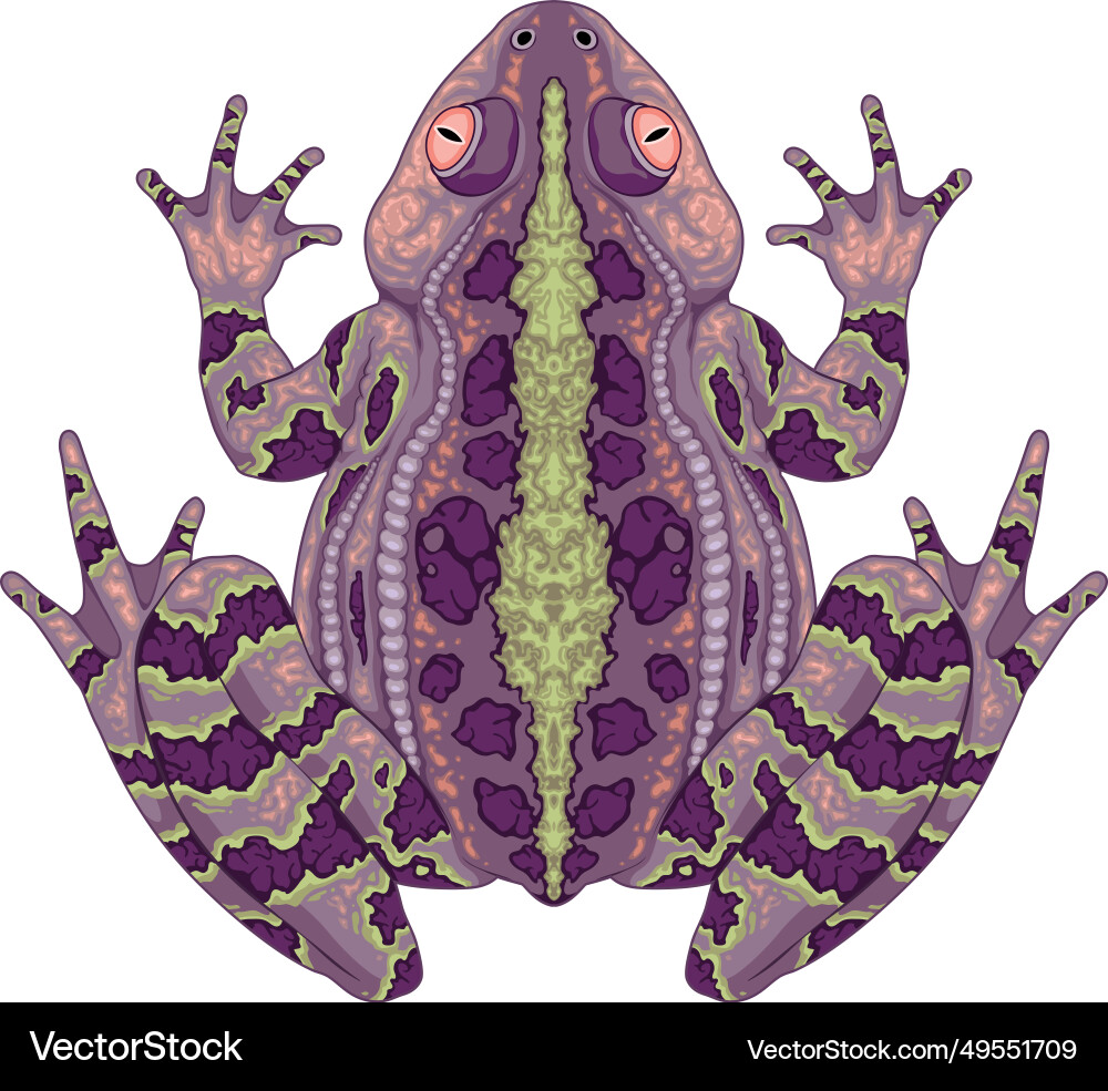 Toad top view isolated animal Royalty Free Vector Image