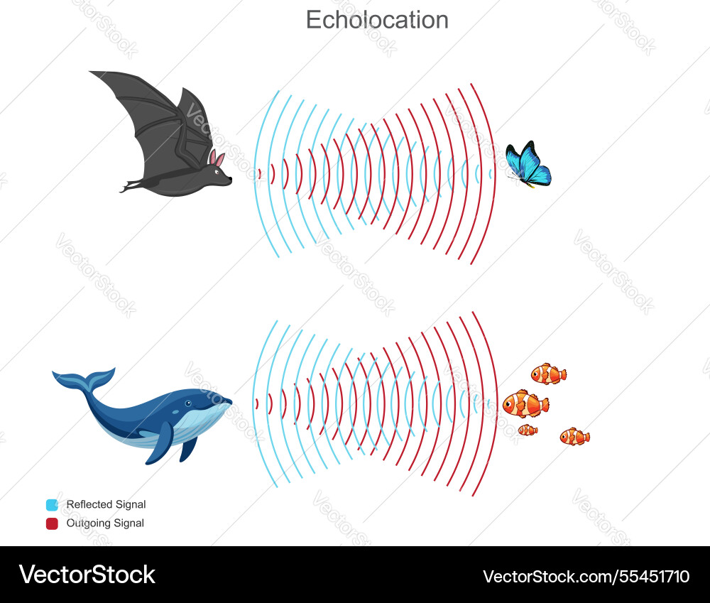Echolocation is used by animals like bats Vector Image