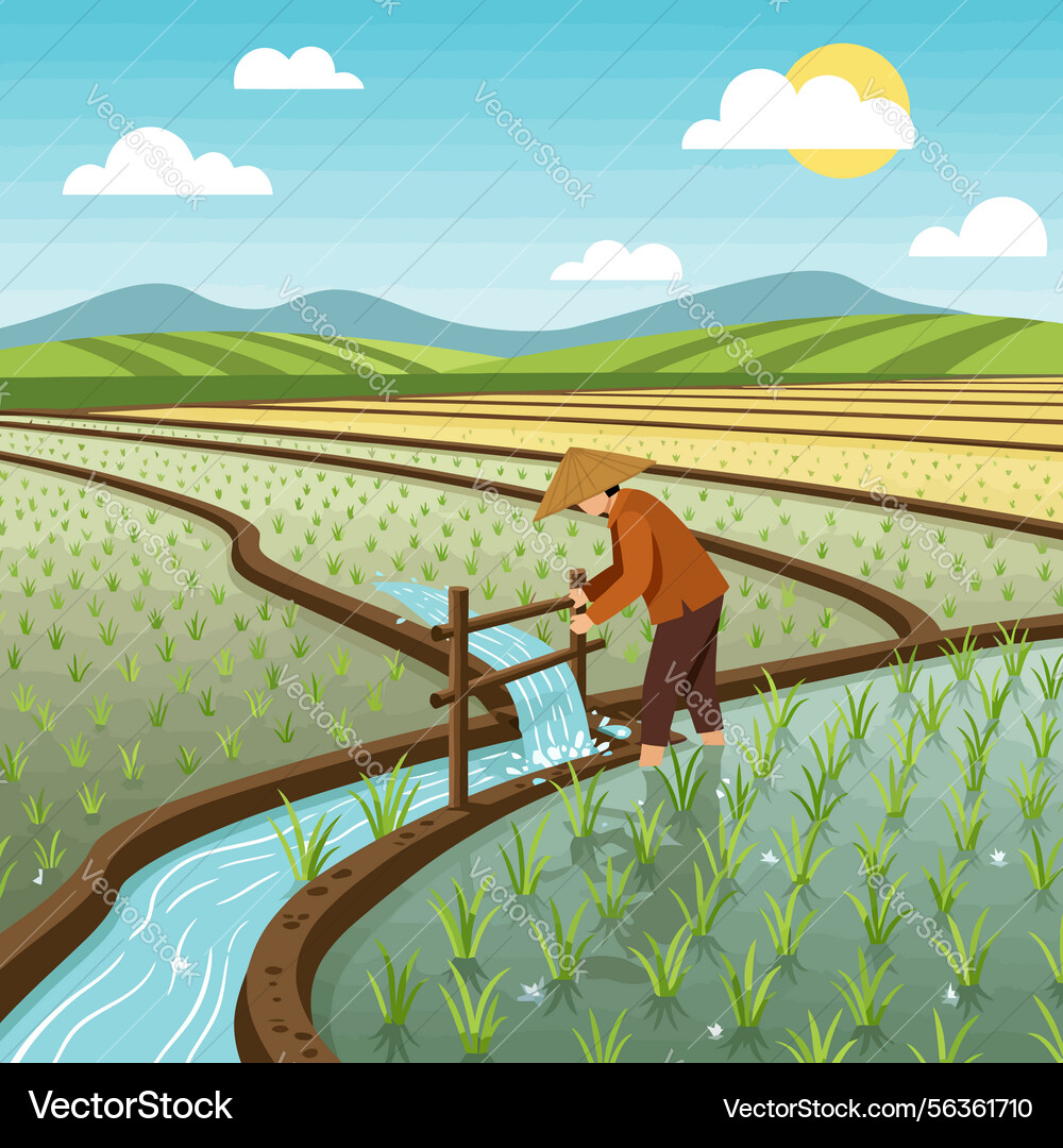 Farmer irrigating rice paddy field using water Vector Image