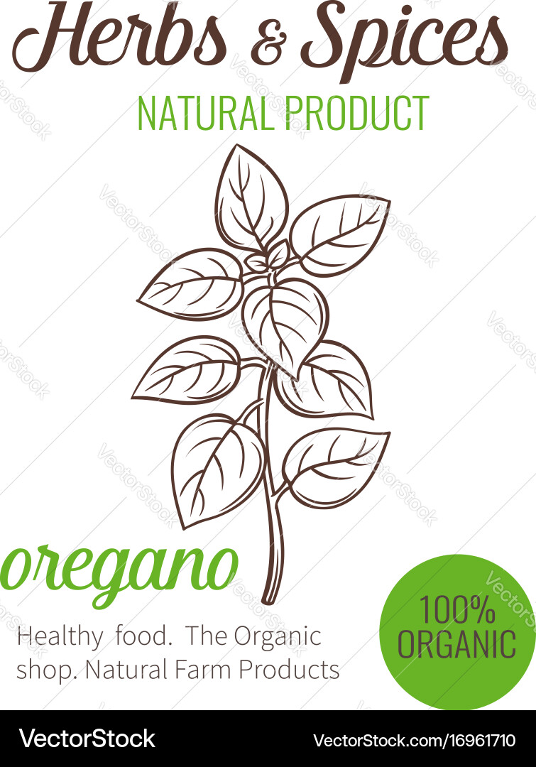 Hand drawn oregano Royalty Free Vector Image - VectorStock