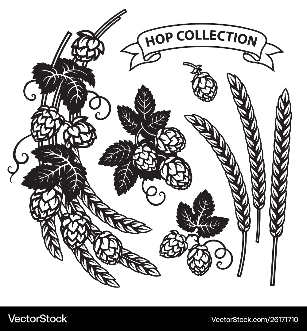 Hop Branches & Barley Royalty Free Vector Image