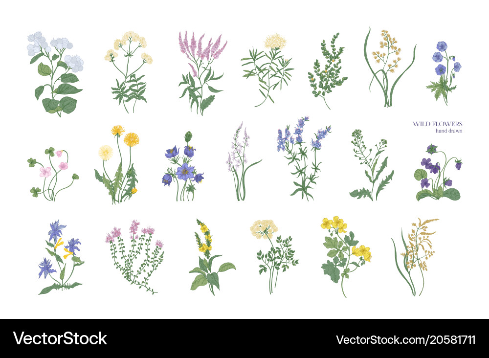 Botanical Floral Collection Royalty Free Vector Image
