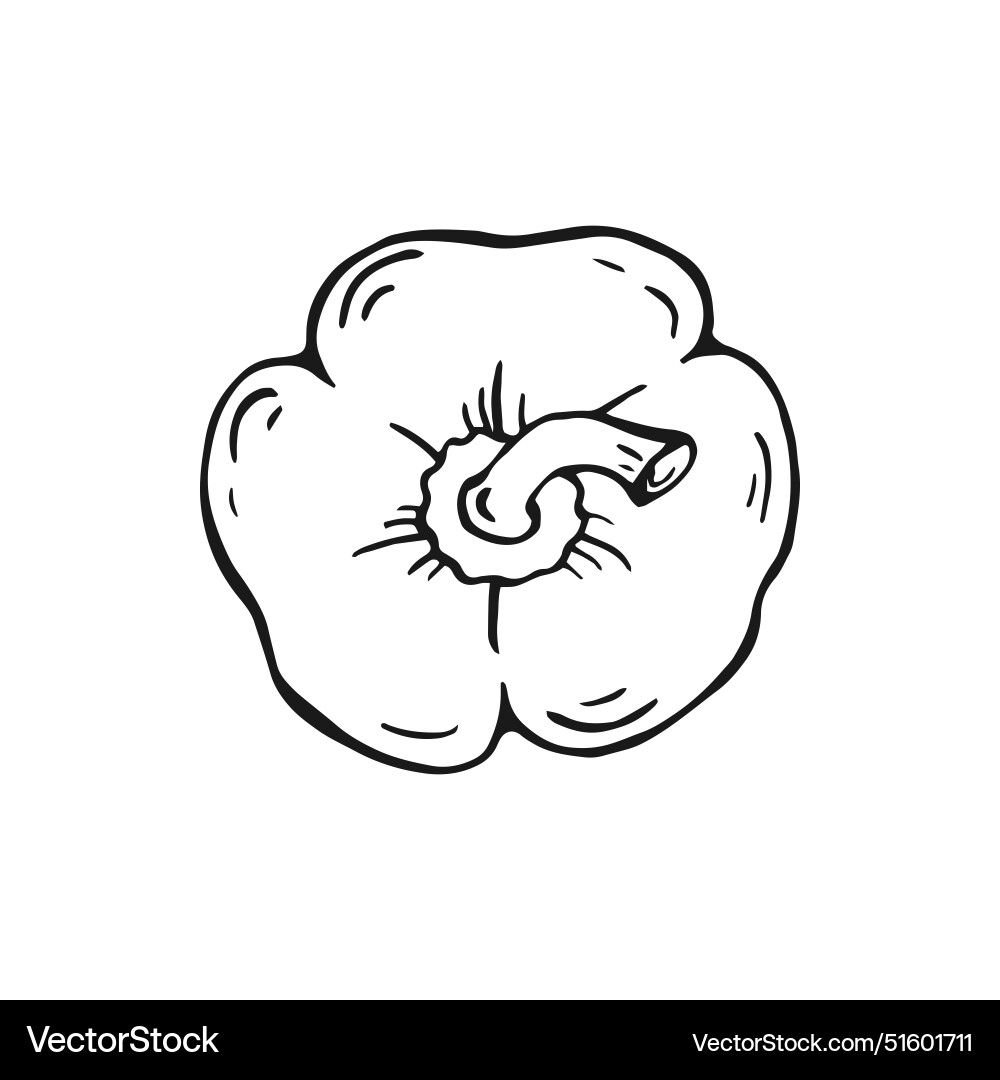 Pepper hand drawn Royalty Free Vector Image - VectorStock
