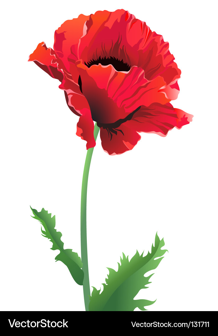 Poppy flower Royalty Free Vector Image - VectorStock