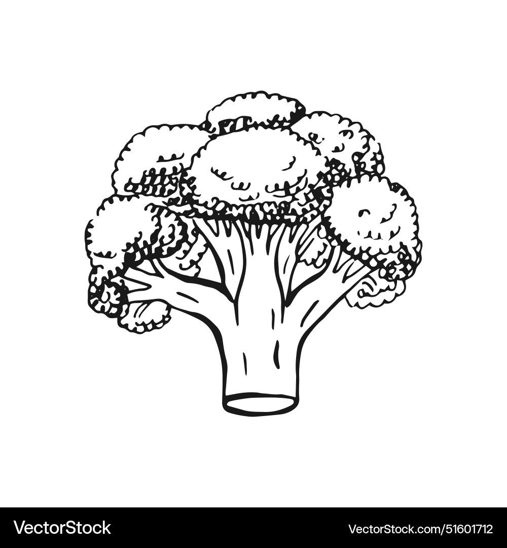 Broccoli hand drawn in outline style Royalty Free Vector