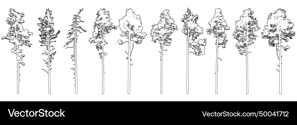 Contour of tall coniferous trees set Royalty Free Vector