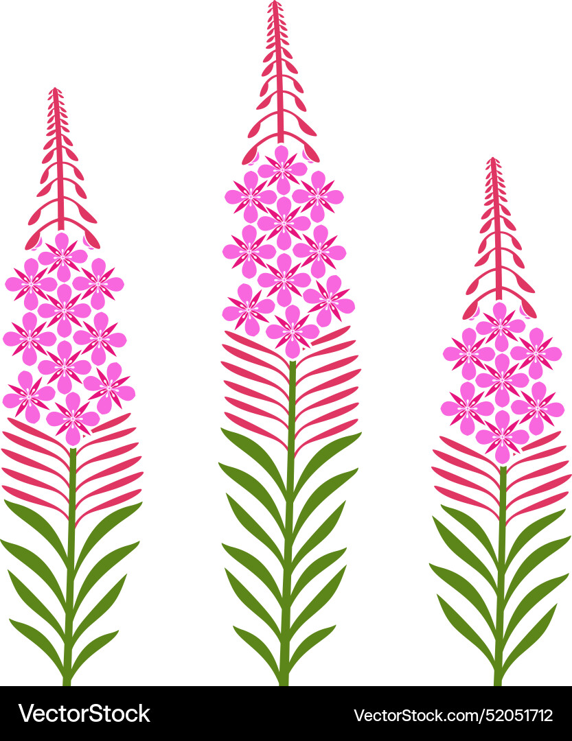 Fireweed Royalty Free Vector Image - VectorStock