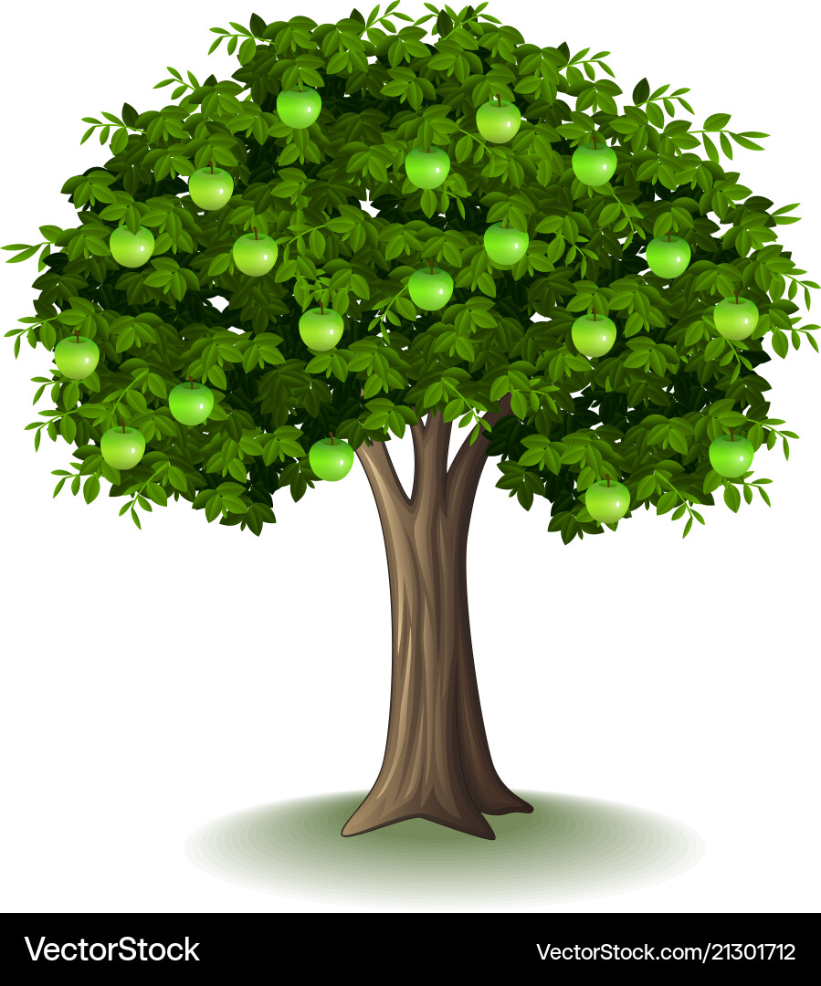Green apple on tree Royalty Free Vector Image - VectorStock