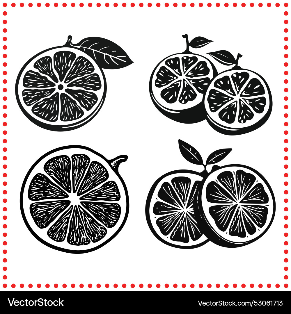 Elegant citrus fruit set ideal for botanical Vector Image