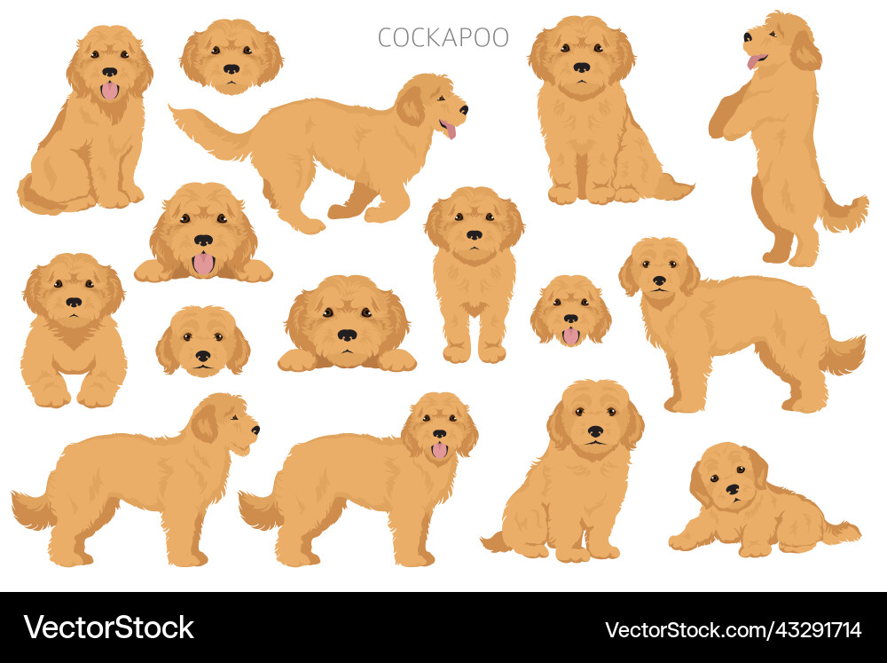 Cockapoo Vector Images (94)