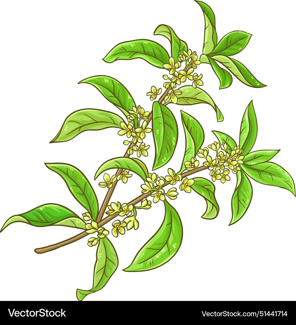 Osmanthus branch colored detailed Royalty Free Vector Image