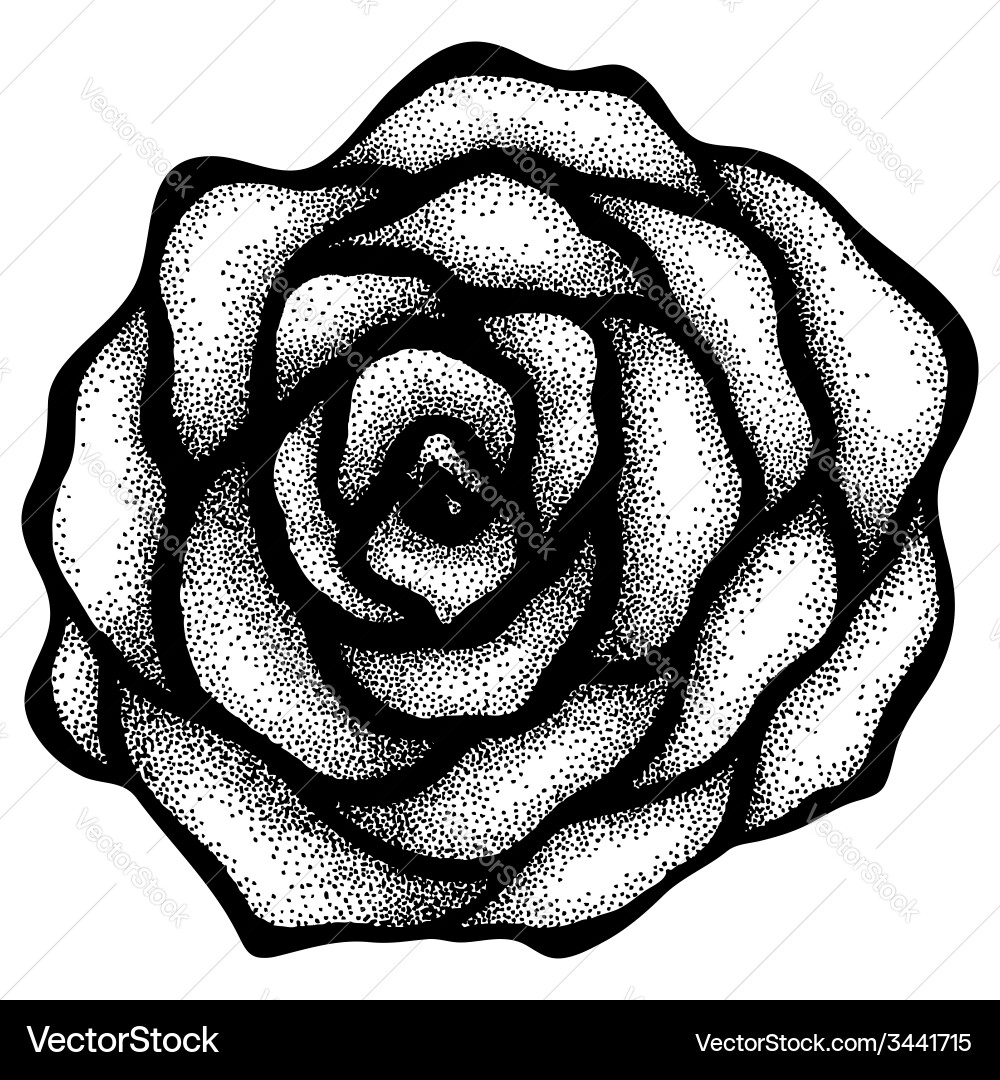 Detailed Rose Sketch – Royalty-Free Vector | VectorStock