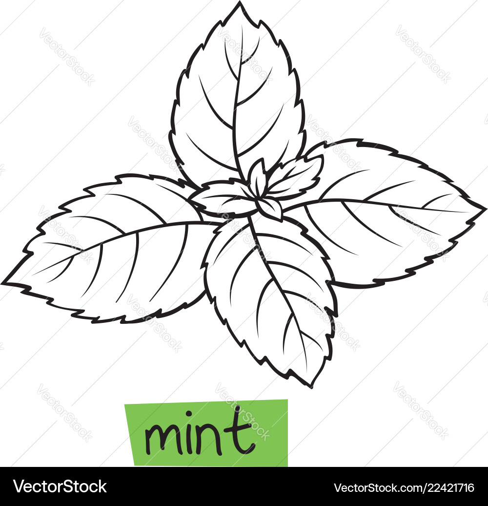 Mint hand drawn Royalty Free Vector Image - VectorStock