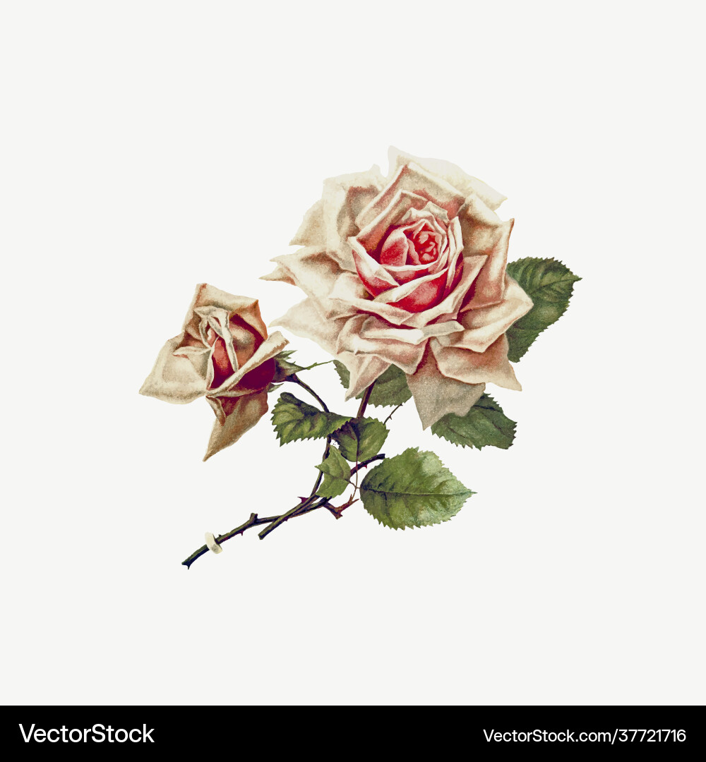 Rose flower drawing Royalty Free Vector Image - VectorStock