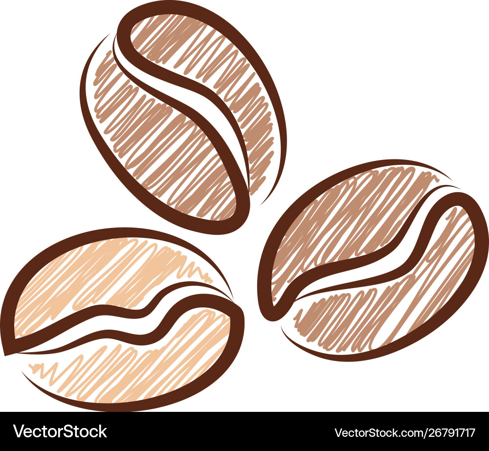 coffee beans vector illustration