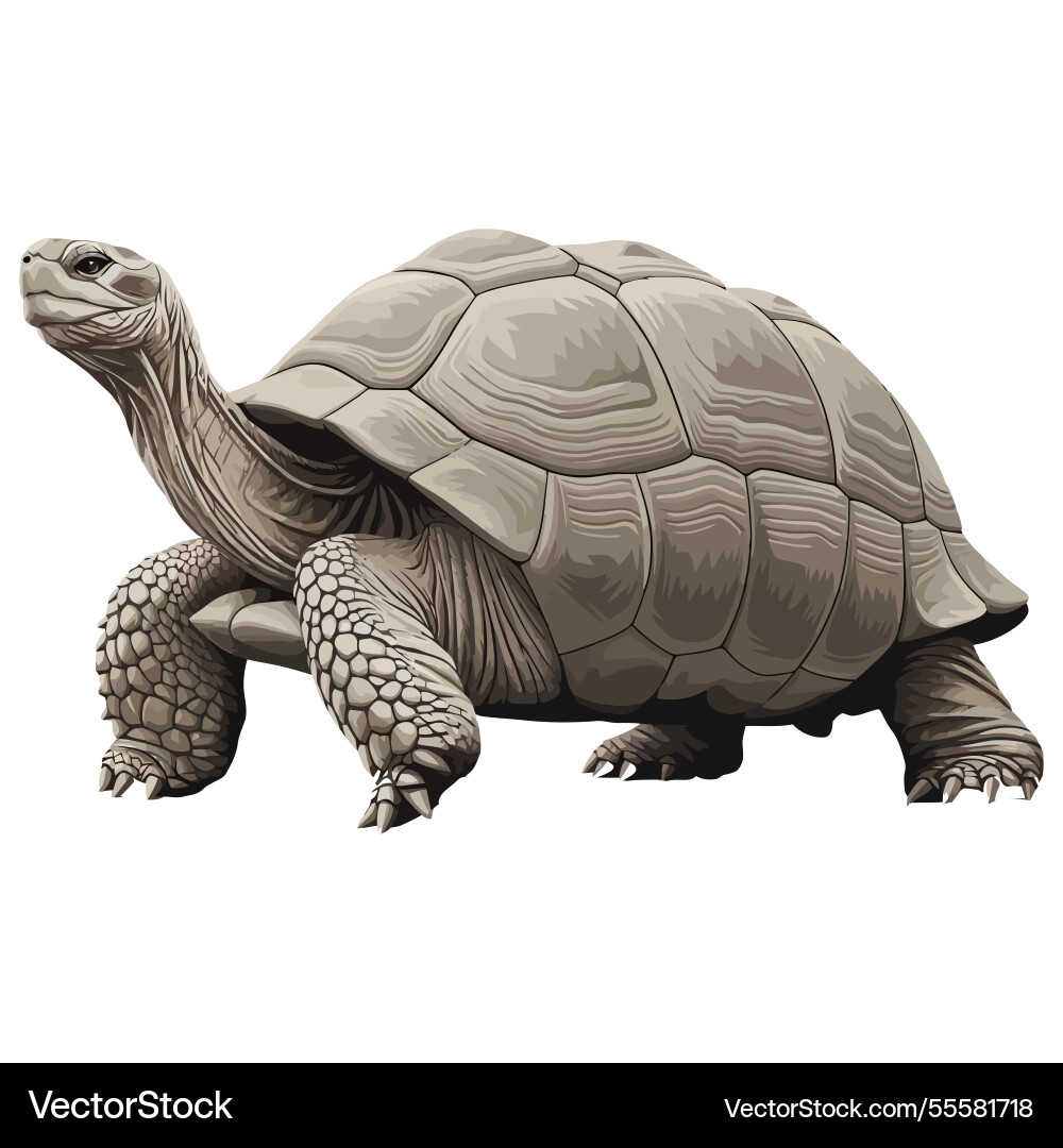 Crisp and bold turtle artwork Royalty Free Vector Image