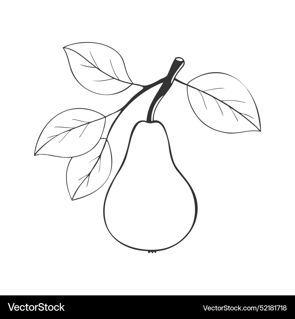 Pear contour drawn on white background Royalty Free Vector
