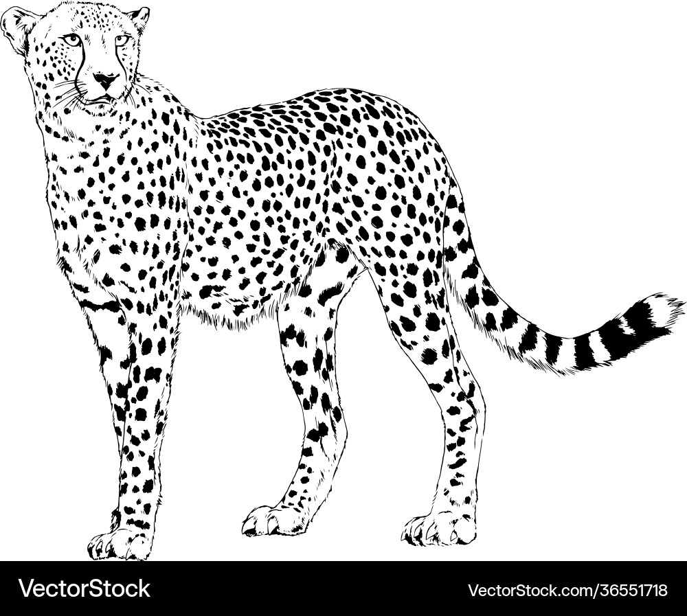 Running cheetah hand-drawn with ink Royalty Free Vector