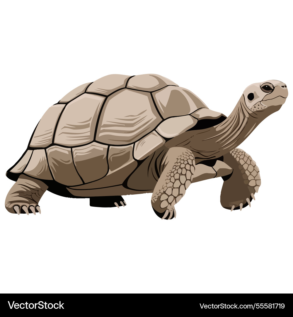 Crisp and bold turtle artwork Royalty Free Vector Image