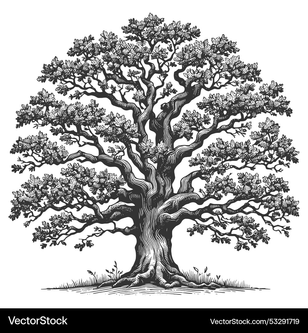 Oak tree with expansive roots engraving Royalty Free Vector